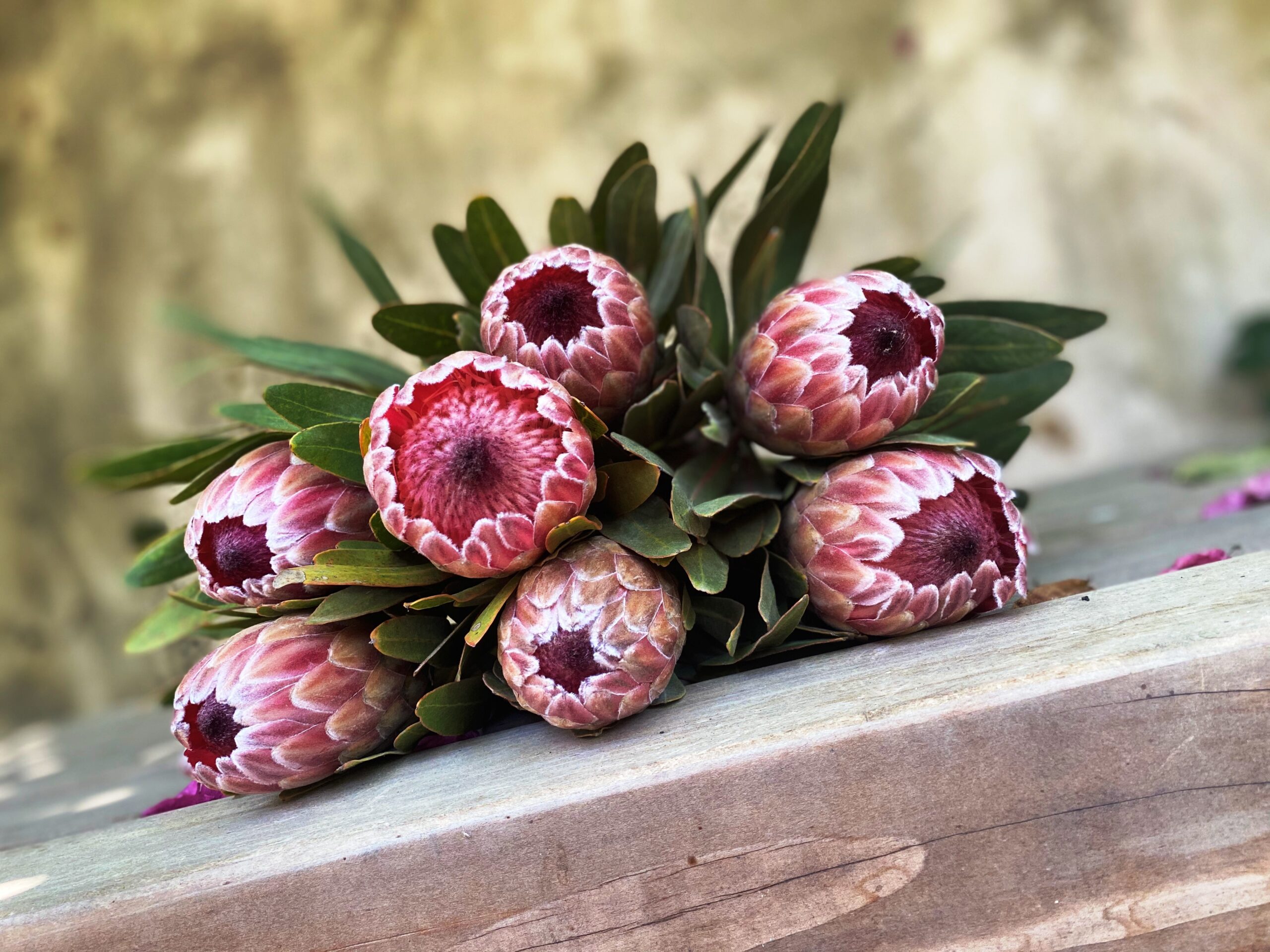 International Protea Association & Kendall Farms Tour - Kendall Farms